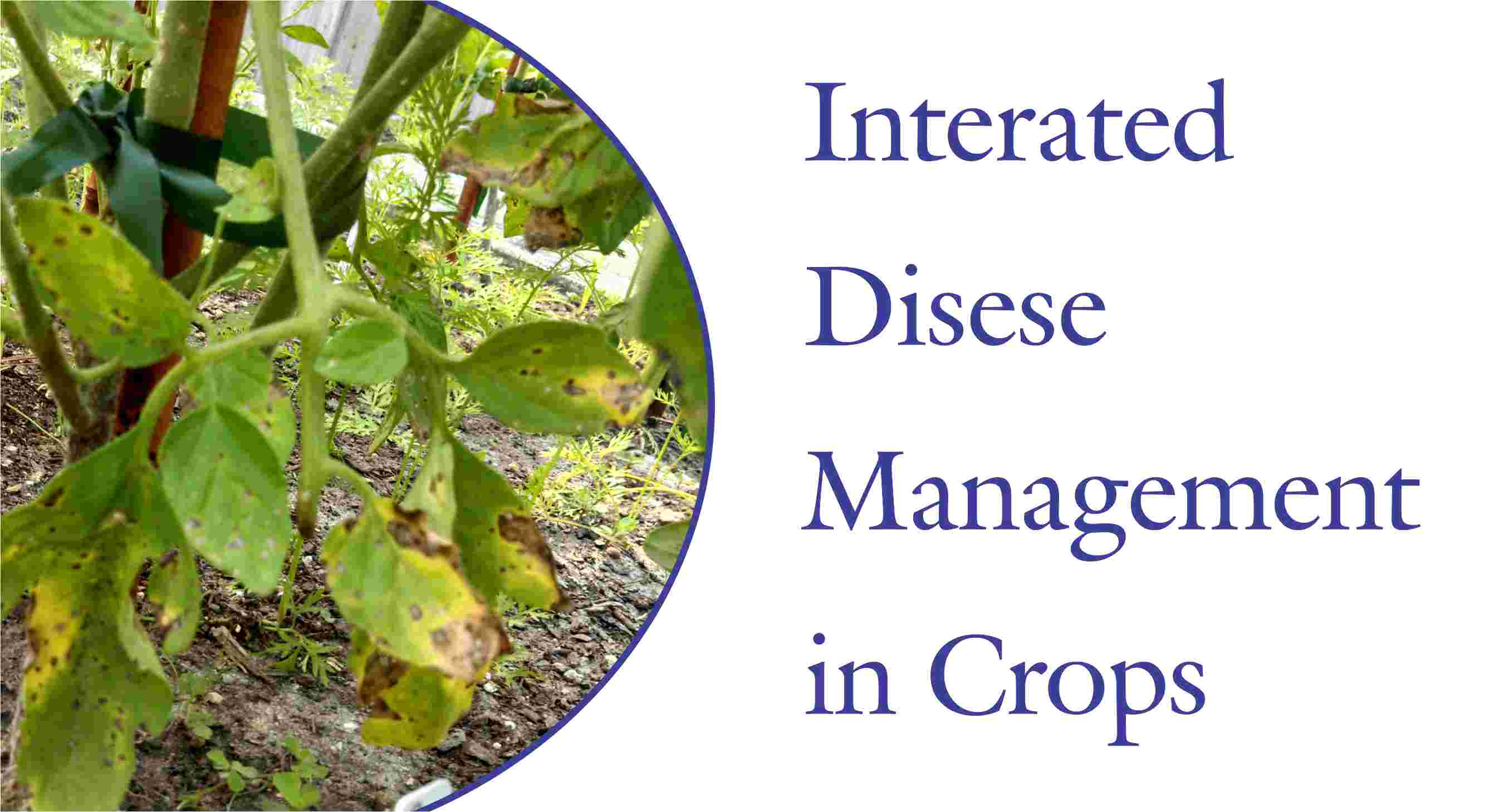 INTEGRATED DISEASE MANAGEMENT IN CROPS