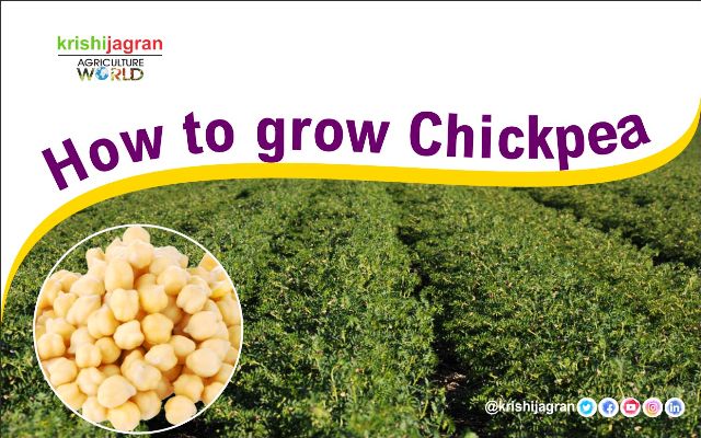 How to grow Chickpea?