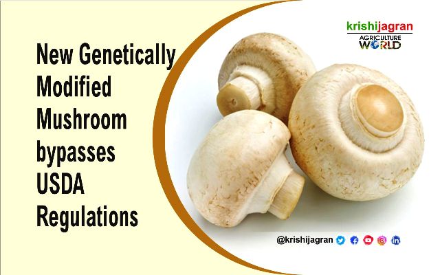 New Genetically Modified Mushroom bypasses USDA Regulations