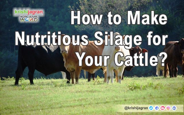 How to Make Nutritious Silage for Your Cattle?