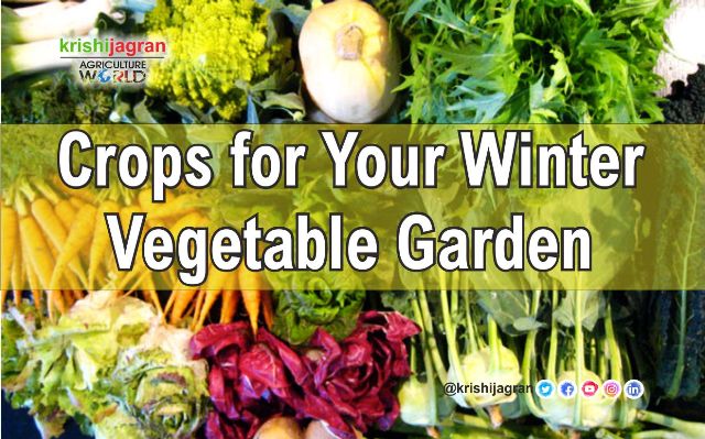 Crops for Your Winter Vegetable Garden