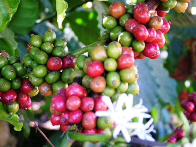 Kodagu: Land of Coffee