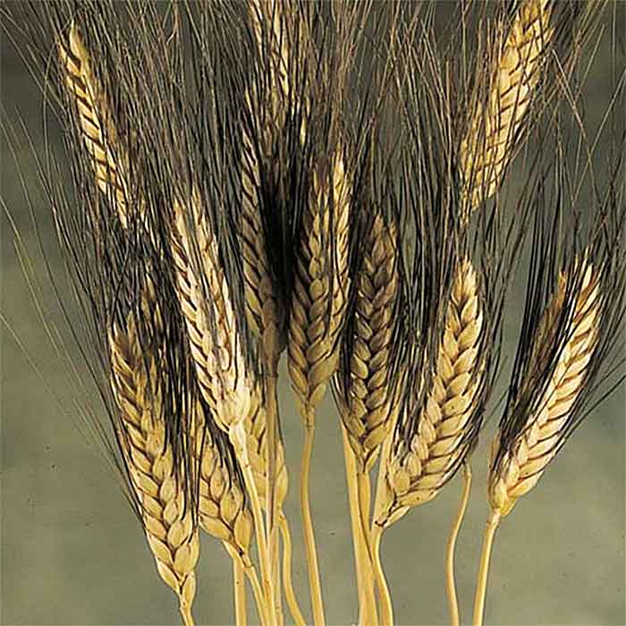 COLOURED WHEAT enriched with anthocyanins and zinc