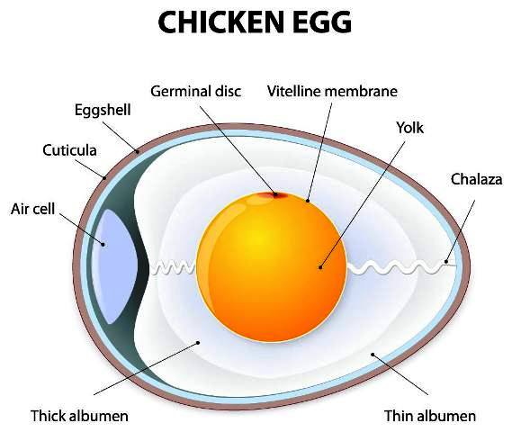 What EGG-XACTLY is an EGG