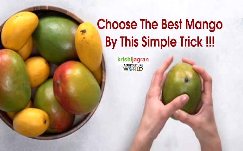 How to Choose a Perfect Mango? Do’s & Don'ts While Buying Mangoes and ...