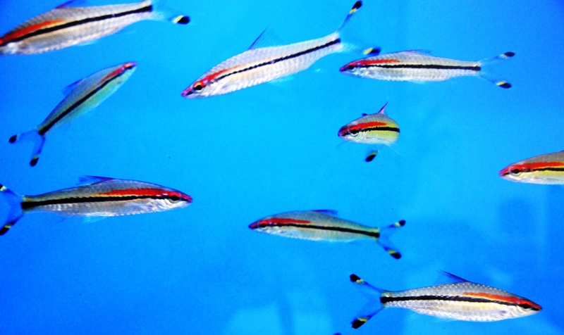 Ornamental Fish ‘Miss Kerala’ Culture Management and Conservation - A ...