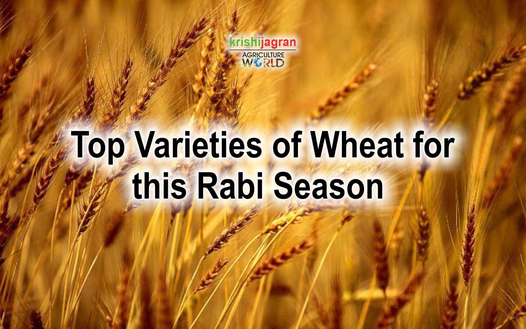 Wheat Cultivation: Know the Improved Varieties and Modern Farming Practices