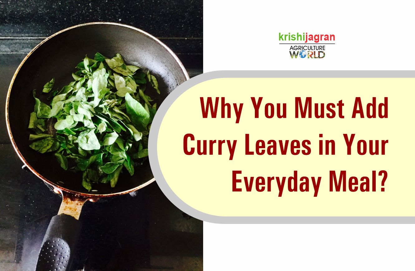 Curry Leaves: Add Kadi Patta in Your Everyday Meal to Get These ...