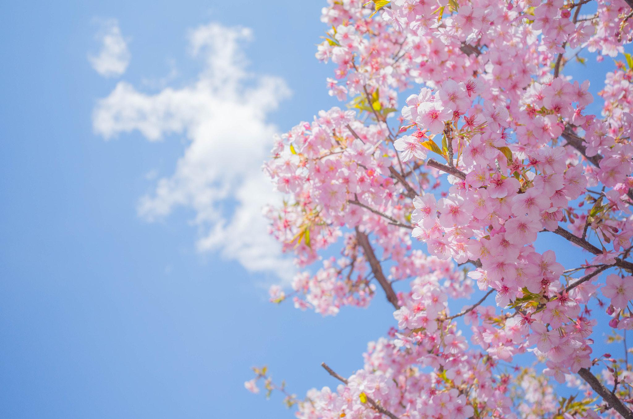 Basant Panchami Special: Welcome These Bright Spring Flowers in Your ...