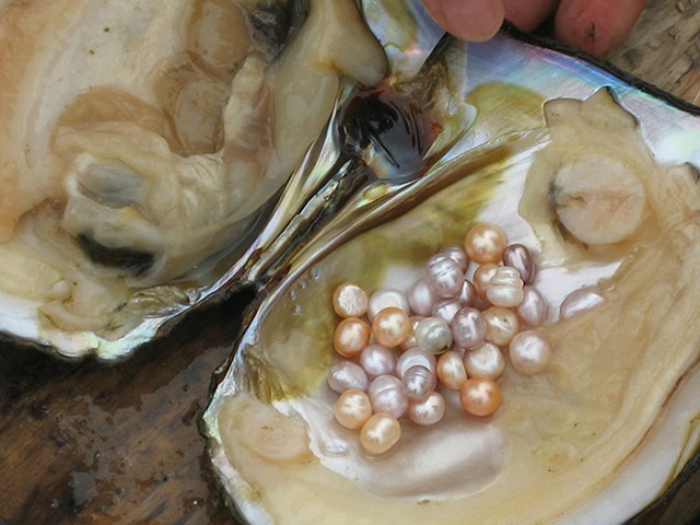 Get Upto 25 LAKH subsidy for Pearl Cultivation