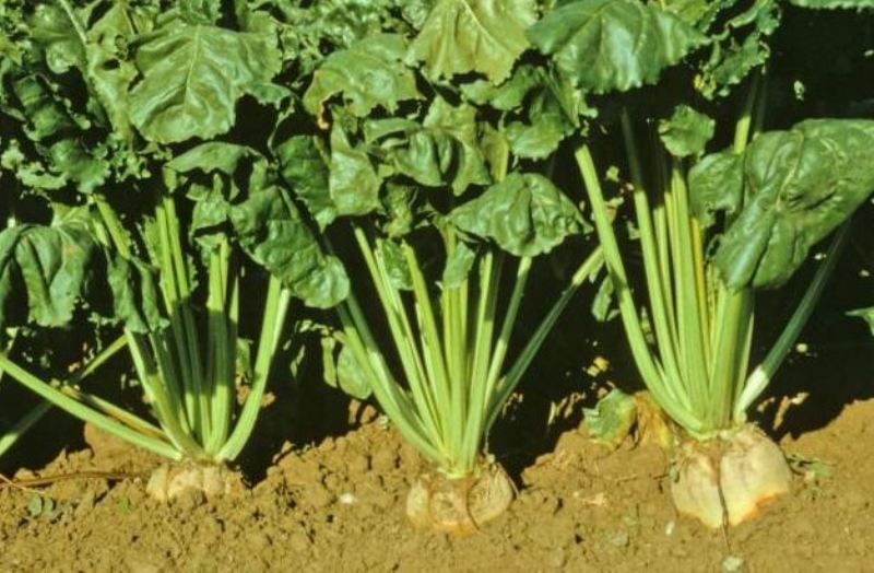 Technologies to Enhance Crop Security of FODDER BEET, a High Yielding ...