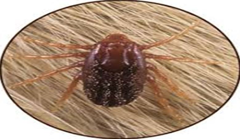 Biological Control of Ticks in Livestock