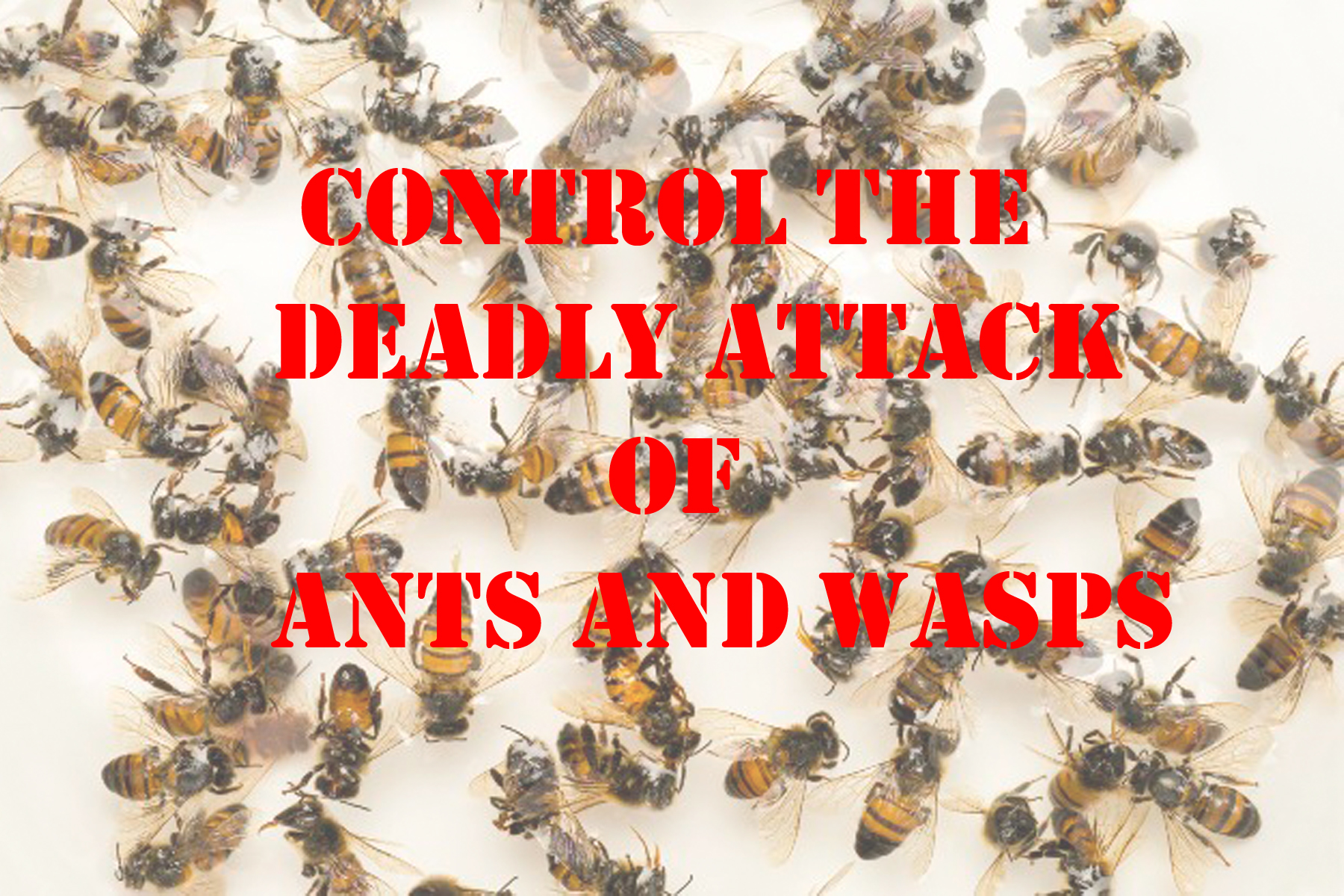 Save BEES & BEE-HIVES from these PREDATORS ATTACK