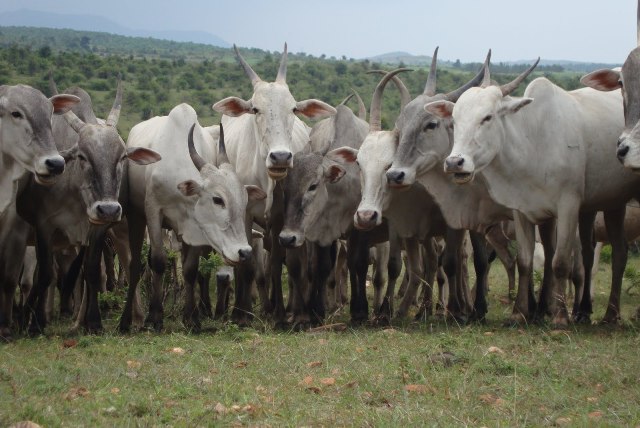 Pick, among these INDIAN DRAUGHT BREED Cattles