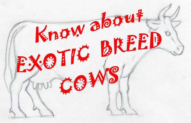 EXOTIC Breeds of CATTLE