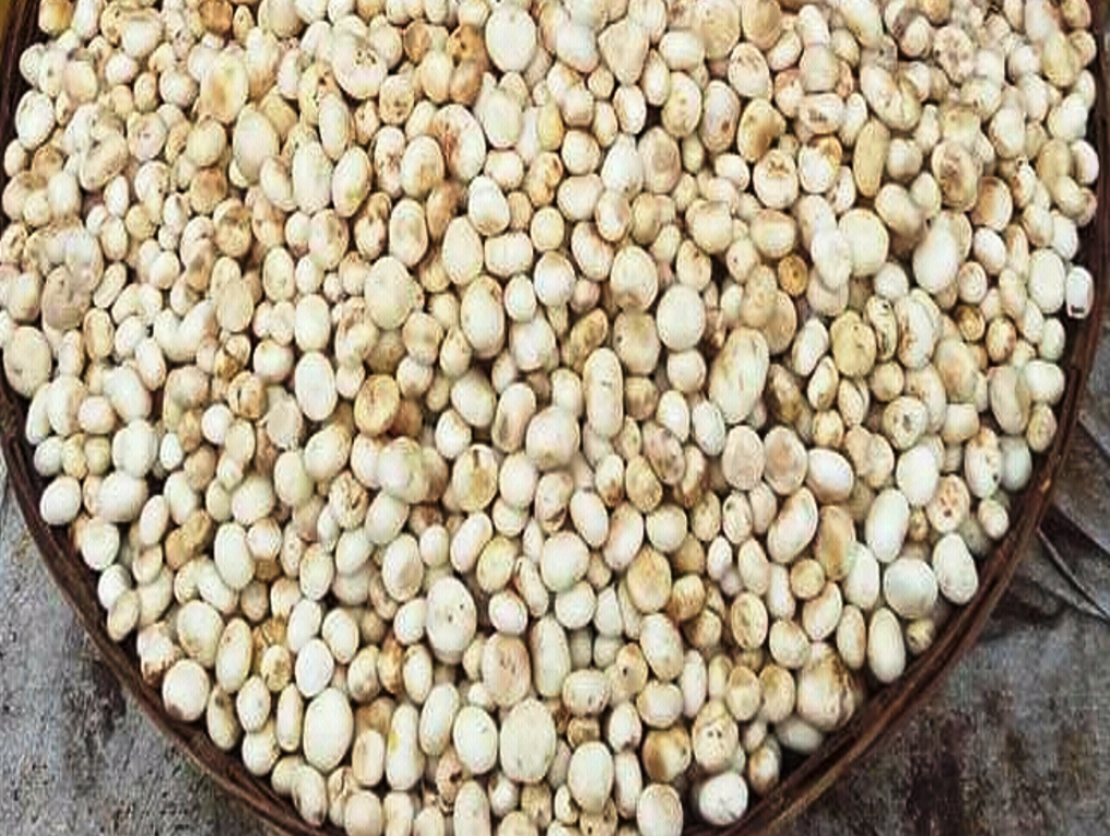 Rugra: A Rare Mushroom of Jharkhand