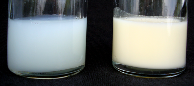 Fundamentals of JUDGING Milk Grades