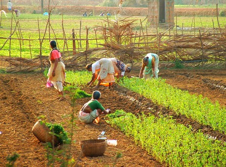 500 Organic Farming Clusters in Goa