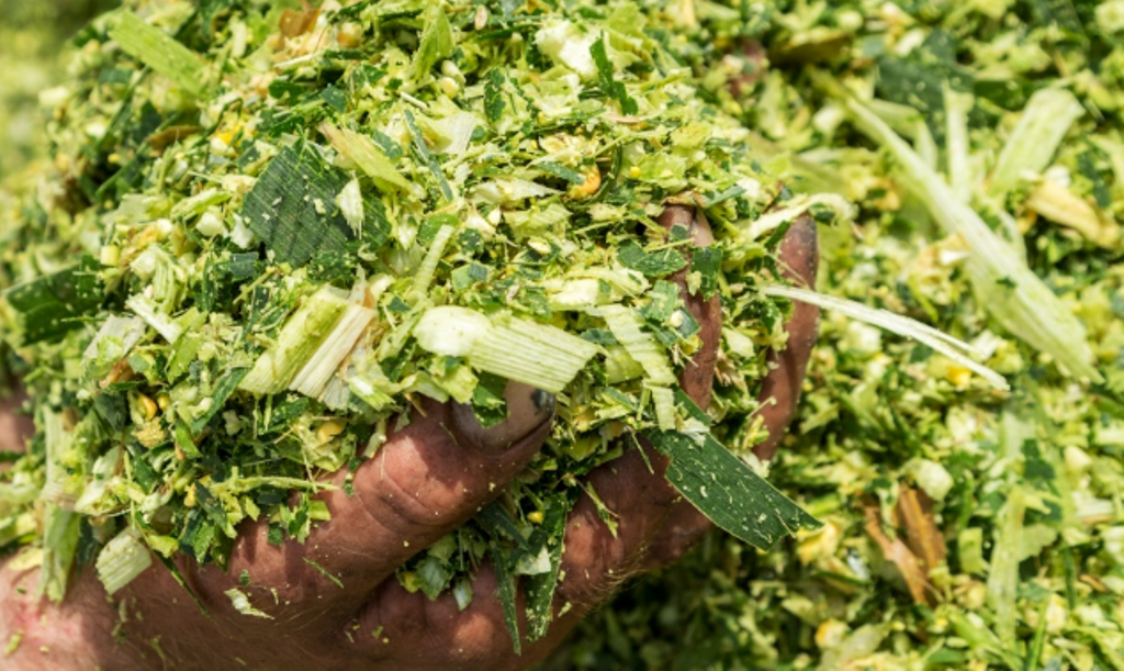 All About Silage Making