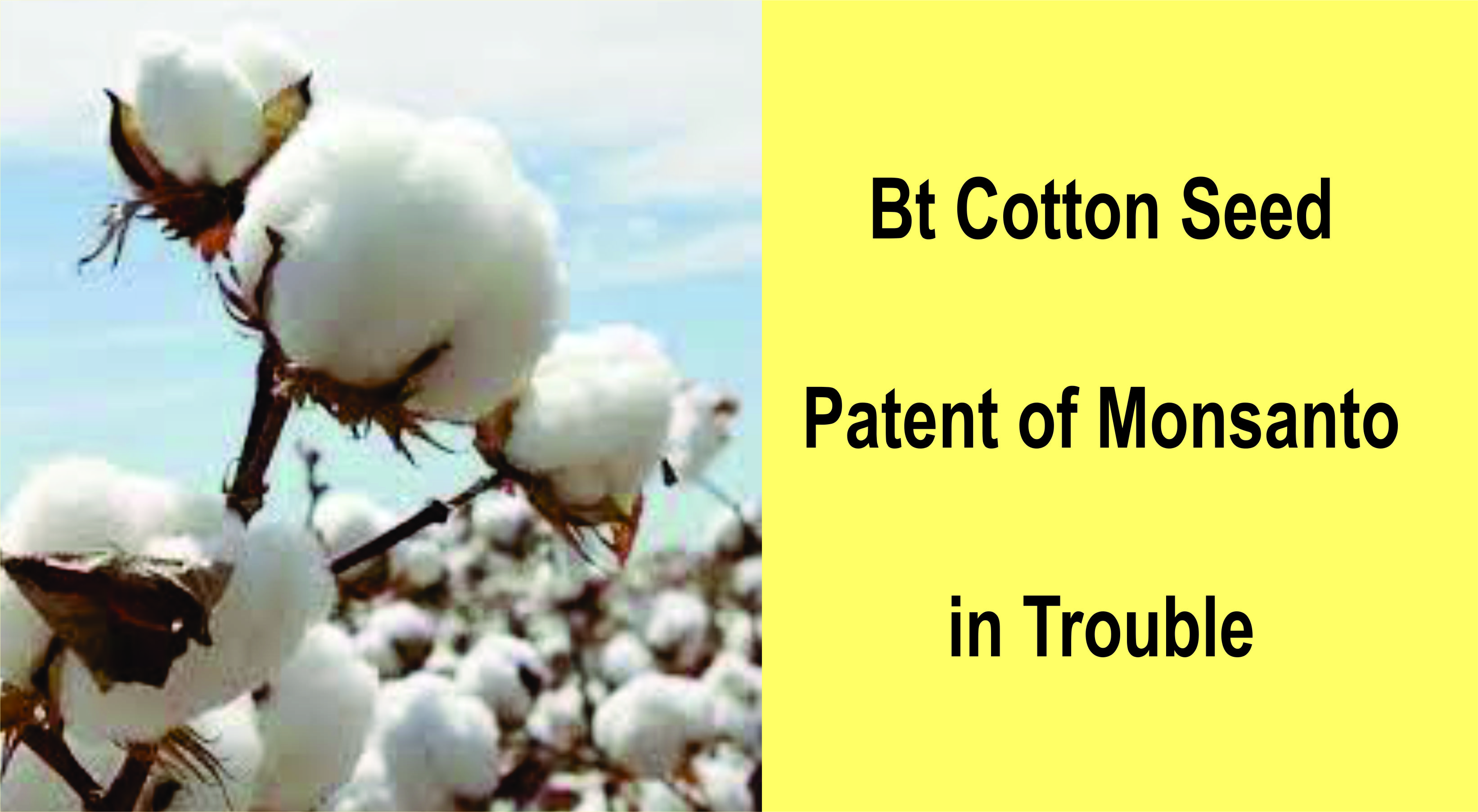 Bt Cotton Seed Patent of Monsanto in Trouble