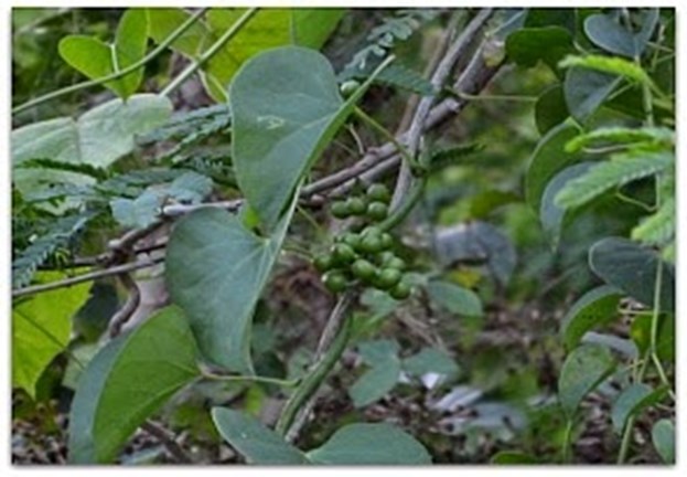 The fresh leaves of the WONDER PLANT