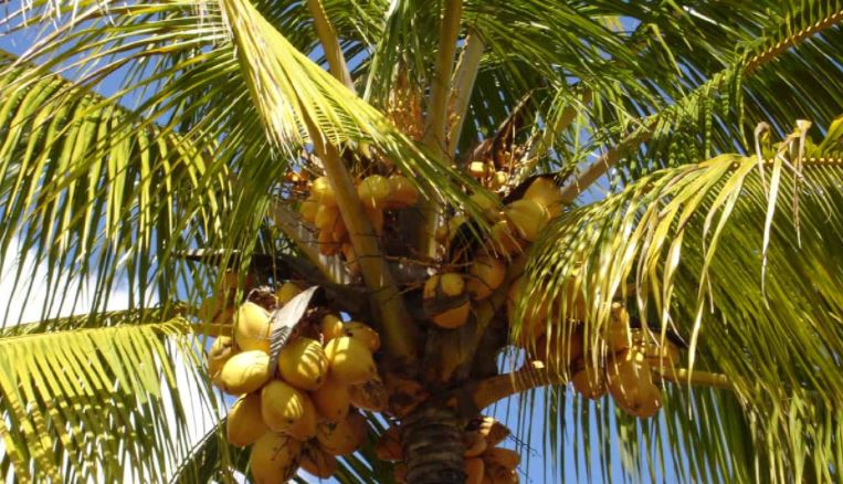 Unraveling Genetic Secrets at Coconut Leaf Tip