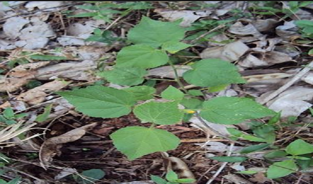 Plant-parasitic nematode (Root-knot) associated with weed (Sida Cordifolia)