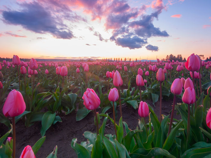 Floriculture – A blooming business of income generation, with special ...