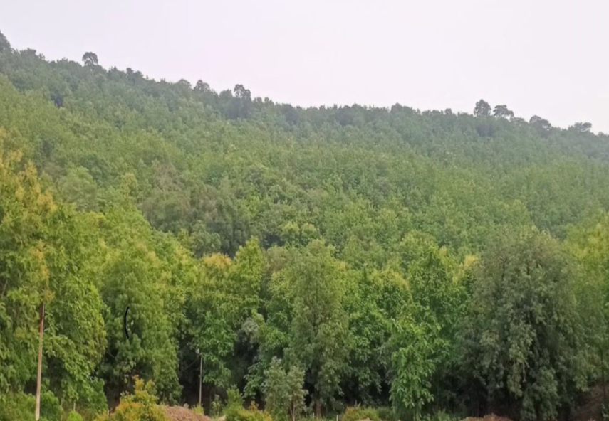 VFC Helps Forest People in Madhya Pradesh to Stop Tree Felling ...