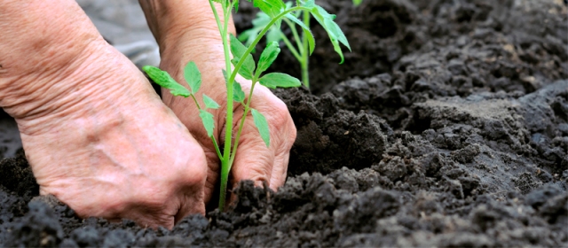 Basics of Organic Manuring