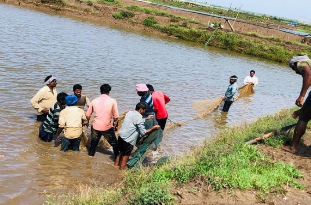 Fish Farmer Producer Organization: A New Perspective With Empowering Policy