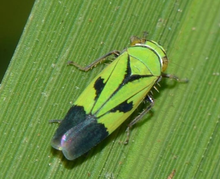 Role of Artificial Intelligence & Integrated Pest Management in Rice Crop