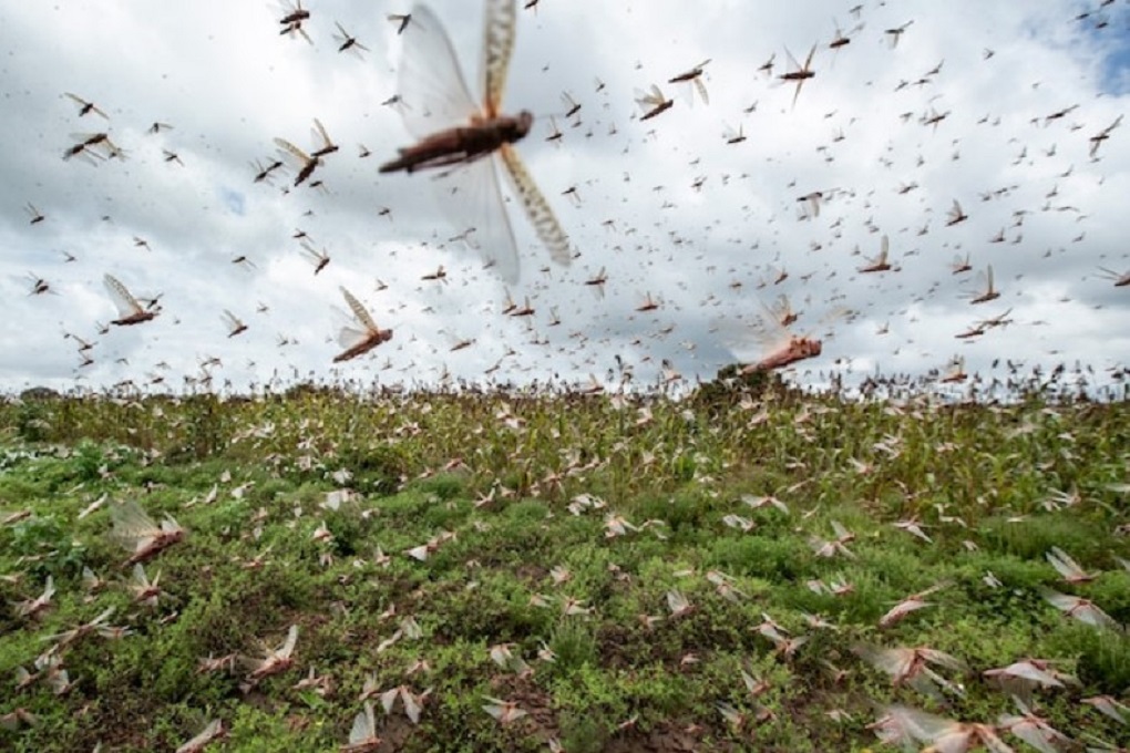 Artificial intelligence and Impact of Climate Change on Insect-Pests ...