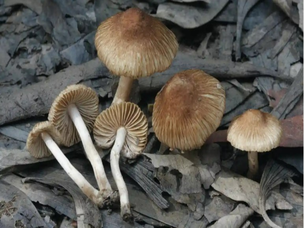 Edible Mushrooms: Its Cultivation and Benefits