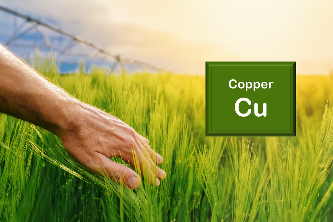 Copper’s Hidden Role in Plant Growth and Development