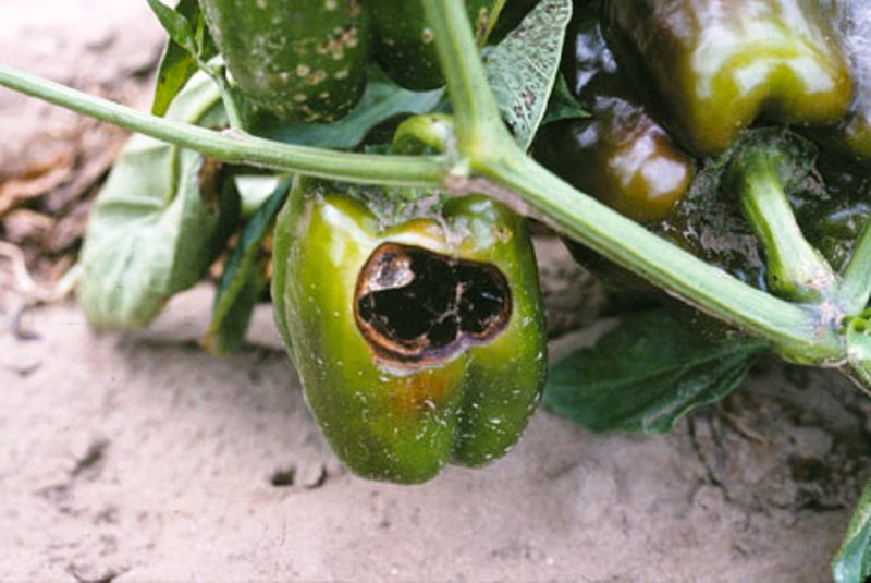 Postharvest Diseases of Chilli & Their Management