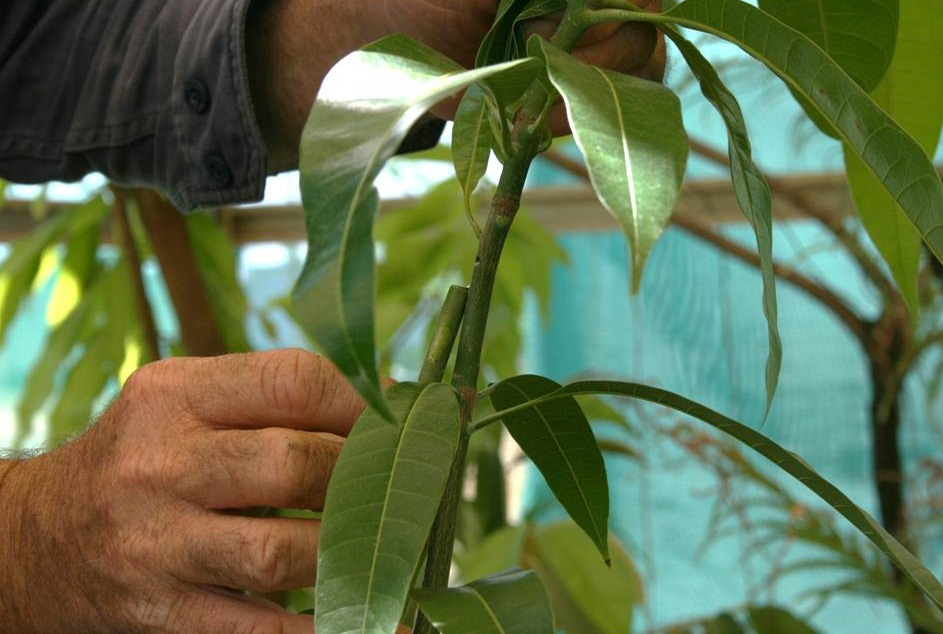 Improvement On Inarching Method of Propagation of Mango