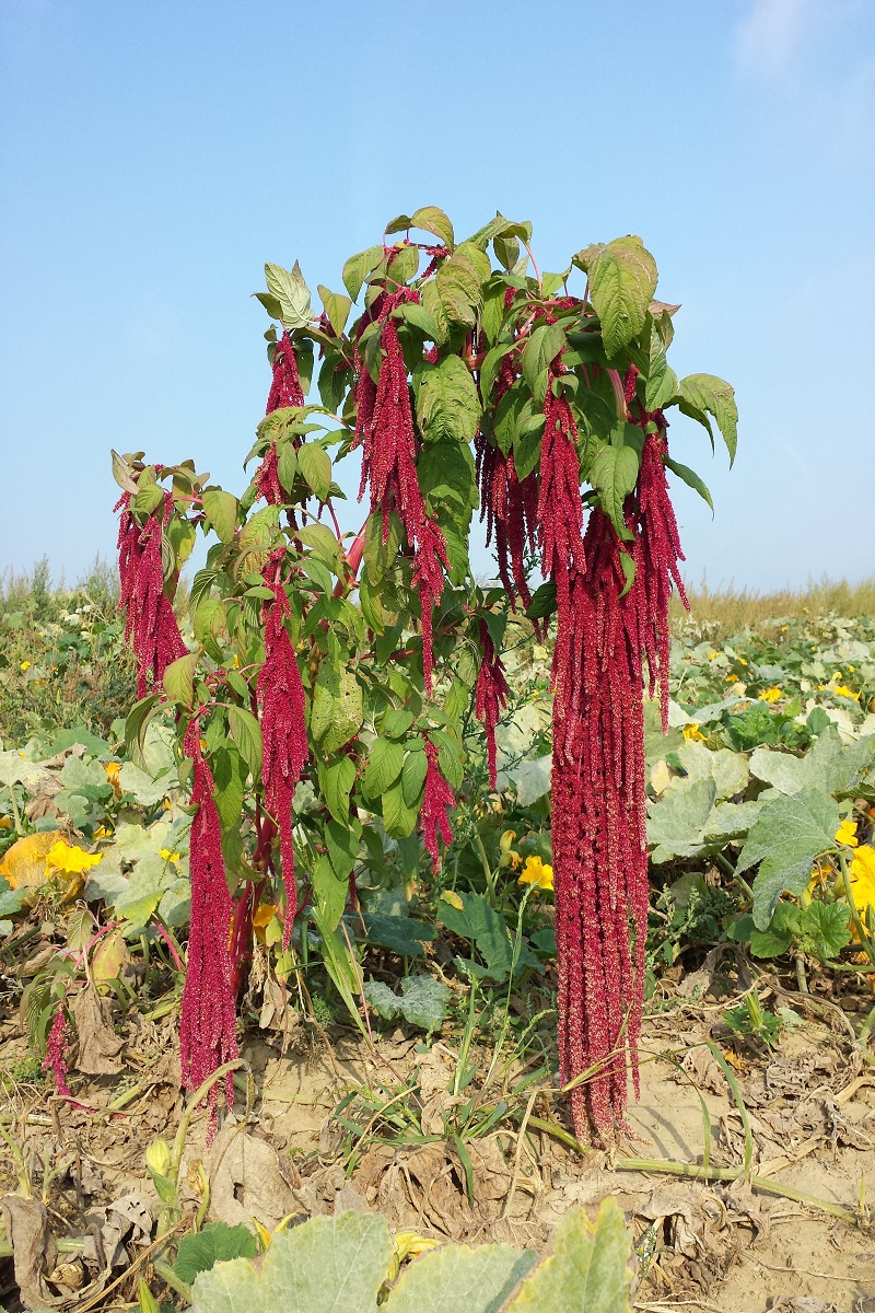 Flower Seed Sowing Calendar India | Best Flower Site