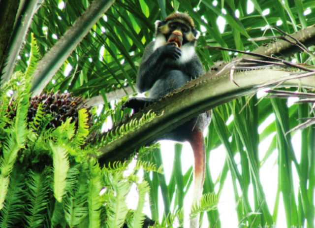 Crop Riding Monkeys – Scientific and environment friendly approach is ...