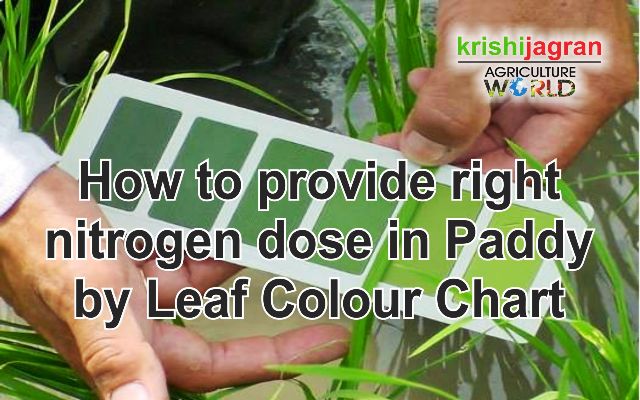 How to provide right nitrogen dose in Paddy by Leaf Colour Chart